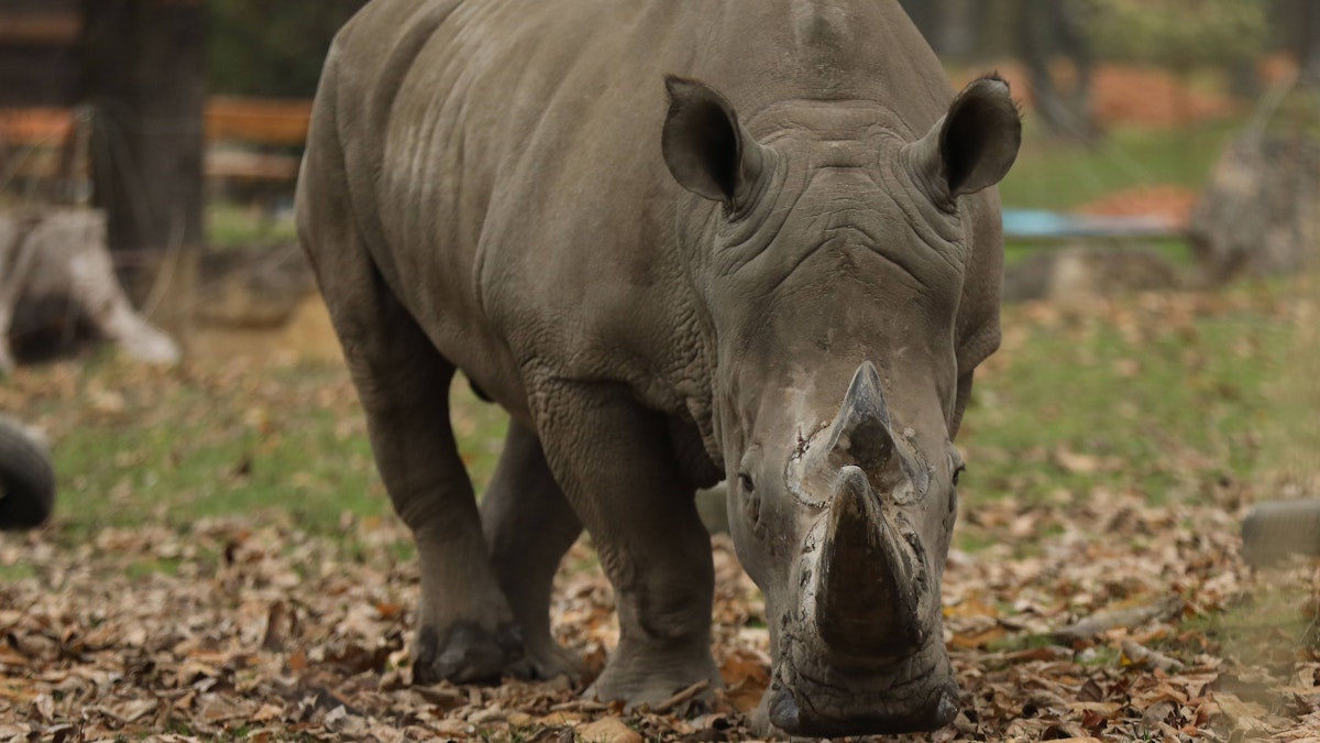 Vorfall in Schweizer Zoo – Mann dringt Gehege ein und will gegen Nashorn kämpfen | Heute.at
