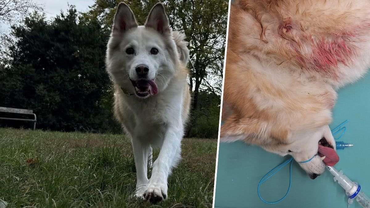 Tierärzte retten Nikos – Husky in Wiener Park attackiert – beinahe ...