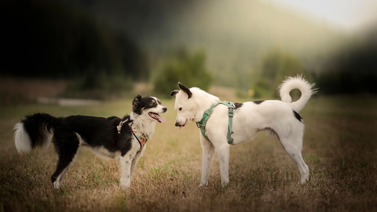 Tierischer Blog – A taste of KEKS: Der Keks und die Kuh | Heute.at