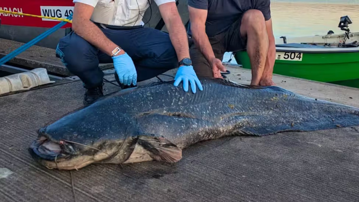 Rache der Tiere? – Wels erschossen – jetzt nächste Attacke im ...