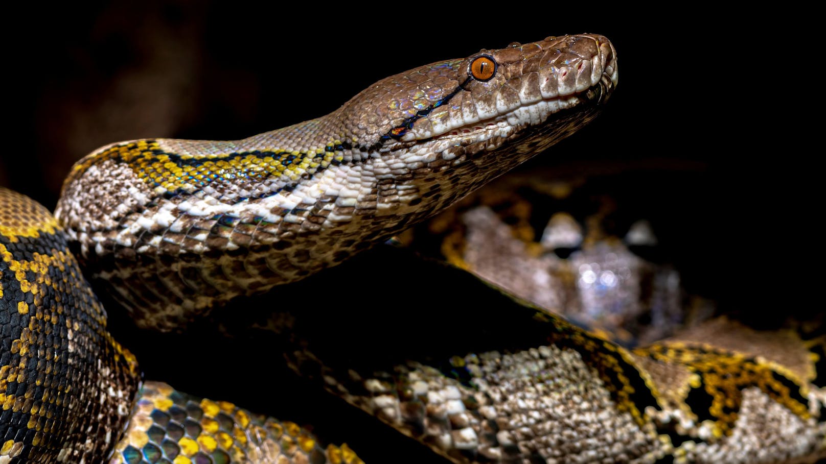 Kann 200 Menschen töten – Giftigste Schlange der Welt lebt auch hier in Wien | Heute.at