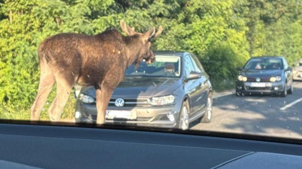 Gilt als unberechenbar – Kult-Elch "Emil" nun bei Verkehrs-Hotspot ...
