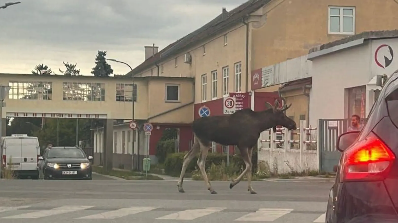 Lage spitzt sich zu – Elch narrt Polizei – Emil wollte auf A22 und nach ...