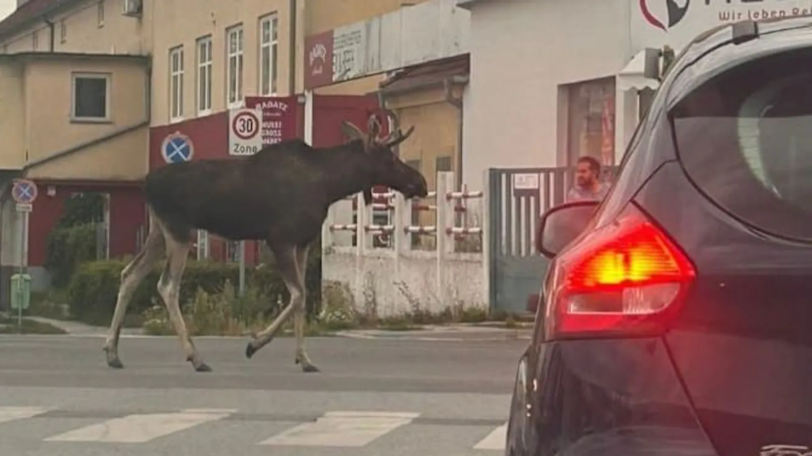 "Sollte man vermeiden" – Große Sorge um Emil! Elch-Gaffer sorgen für ...