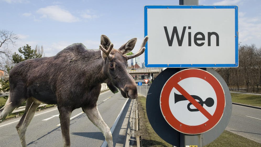 Kult-Elch Emil nähert sich der Hauptstadt an – Schaulustige sollten ...