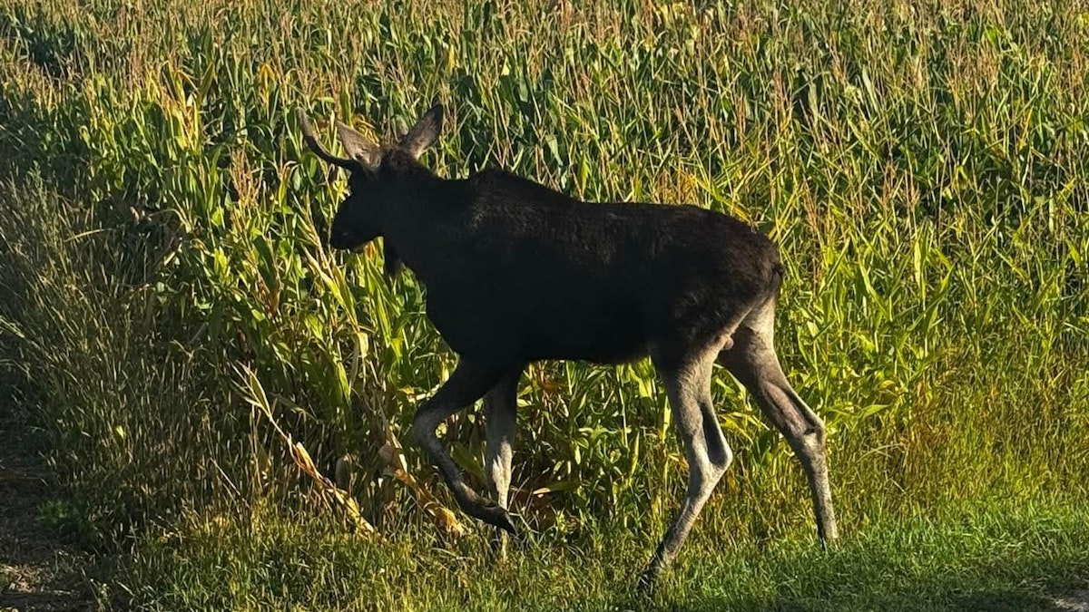 Elch verzaubert Österreich – "Begegnung fürs Leben" – Frau trifft auf ...
