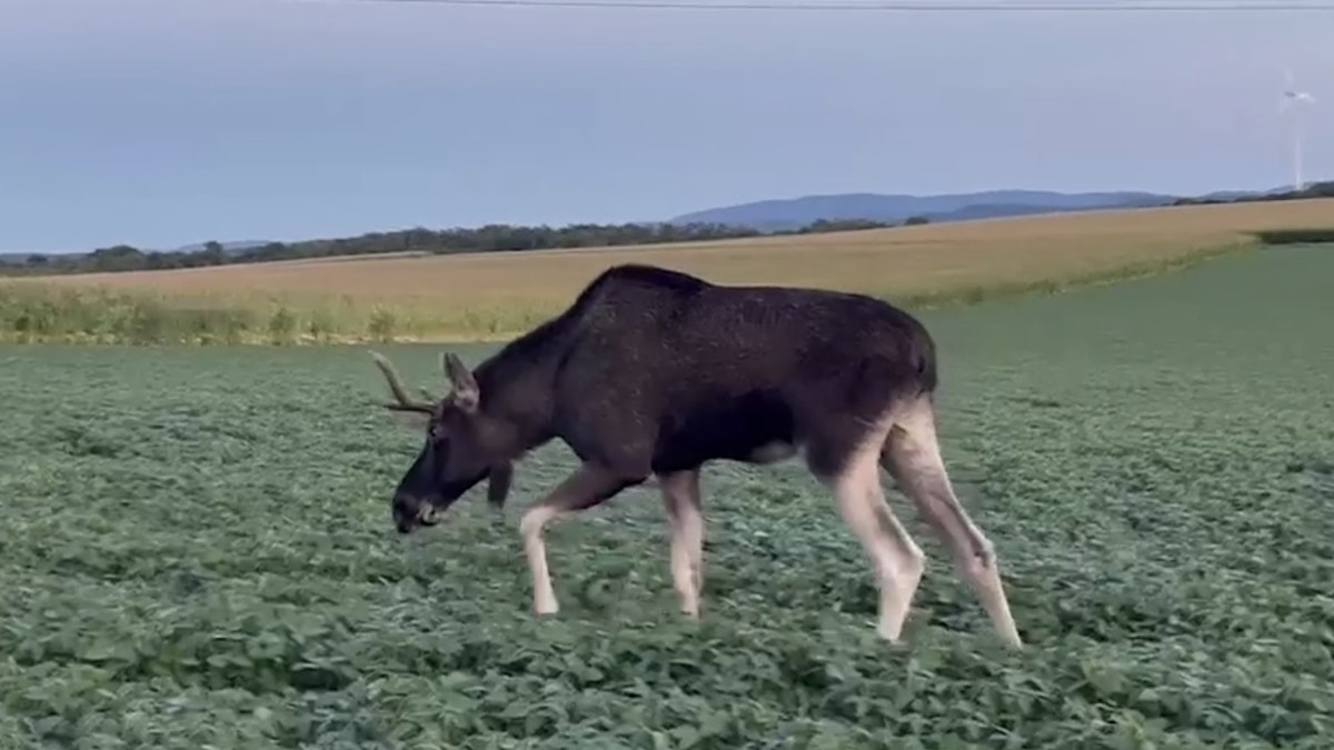 Video zeigt Erkundungstour – Elch Emil ist wieder da – Autofahrer ...
