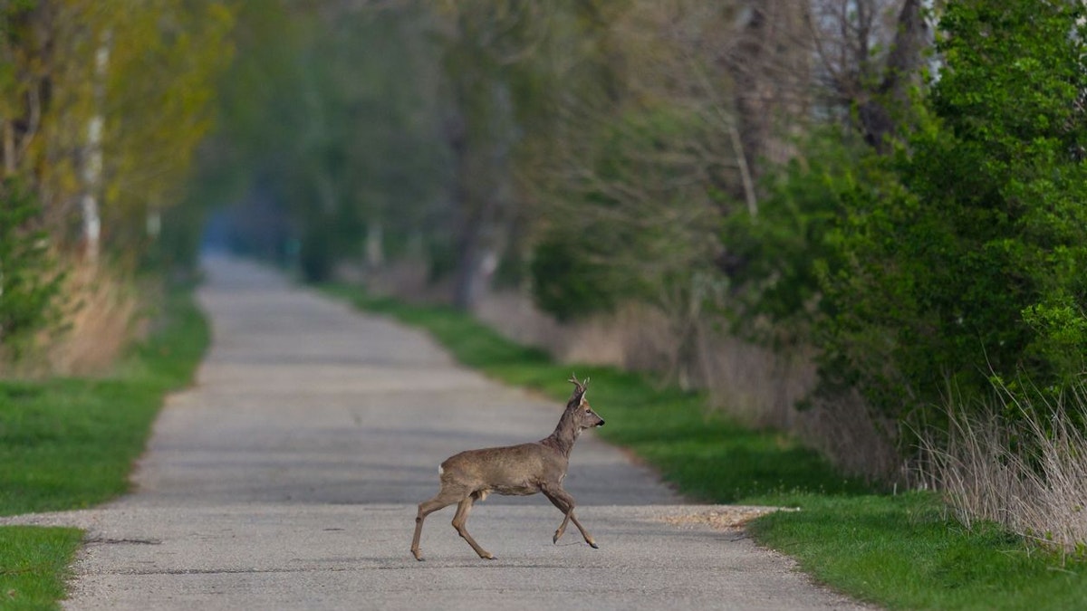 Tier tot – Crash mit Reh – Motorradfahrer (52) schwer verletzt | Heute.at