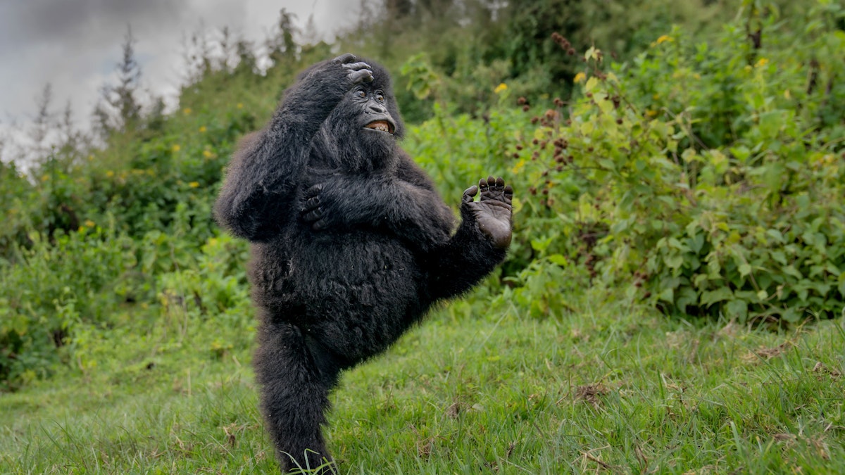 Tierisches Motiv – Kung-Fu-Gorilla gewinnt Comedy Wildlife Award | Heute.at
