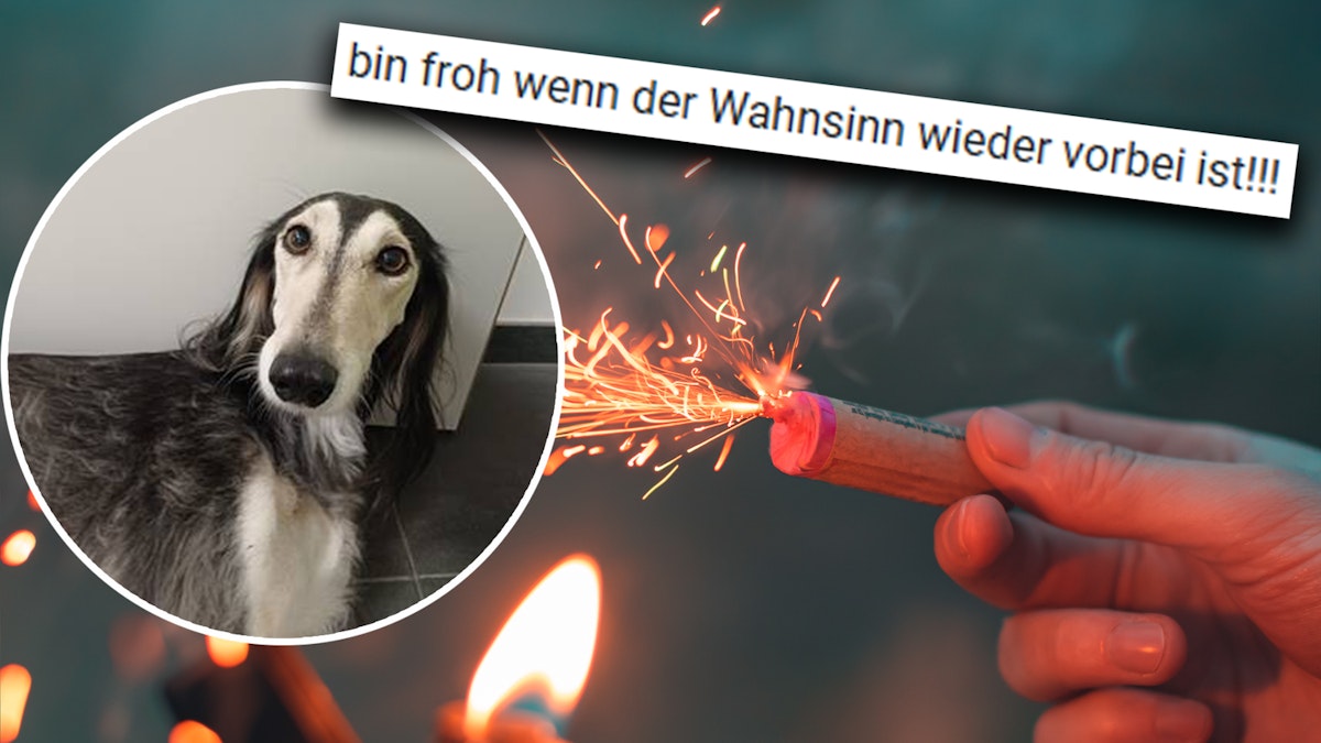 Hund vor Schreck geflüchtet – "Wahnsinn" – "Heute"-Böller-Story wird ...