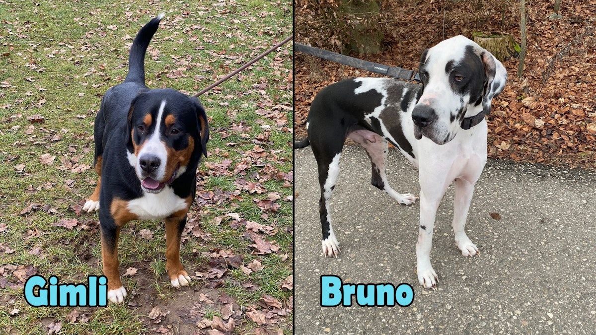 Tierische Vermittlungshilfe – TIKO Kärnten: "Wir finden bei 'Gimli ...