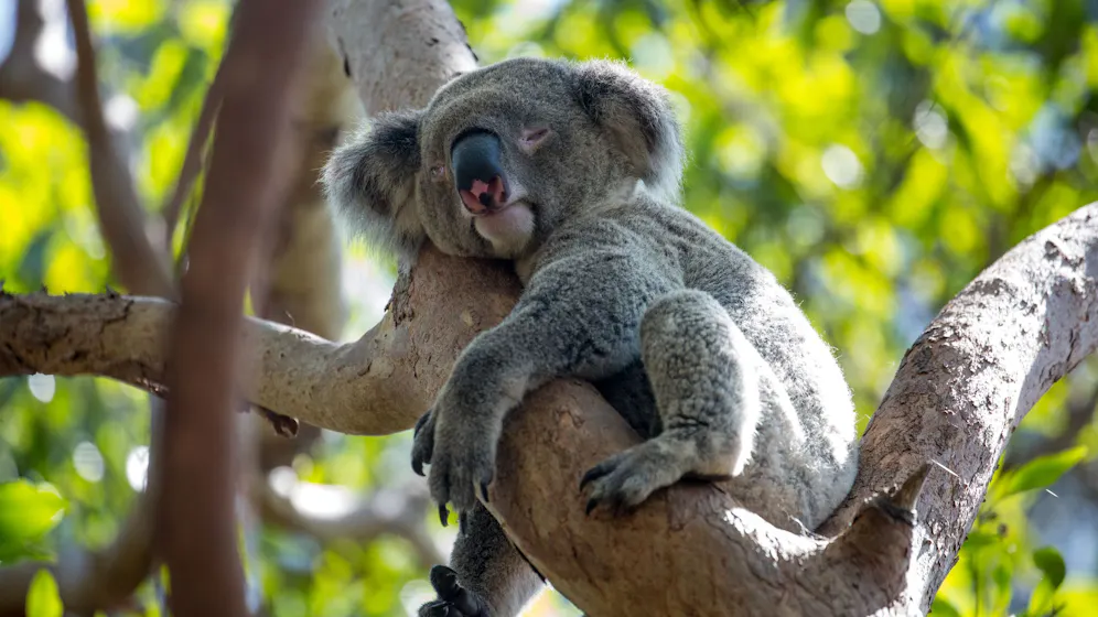 Tierische Fakten – Gewusst? Deshalb schläft der Koala 20 Stunden am Tag ...