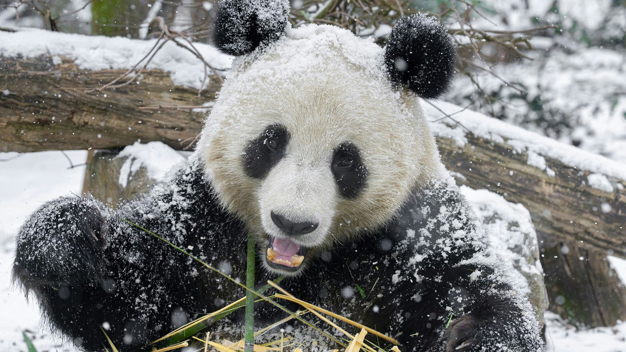 Sowohl das Männchen (Bild) als auch das Weibchen finden Schnee einfach ...